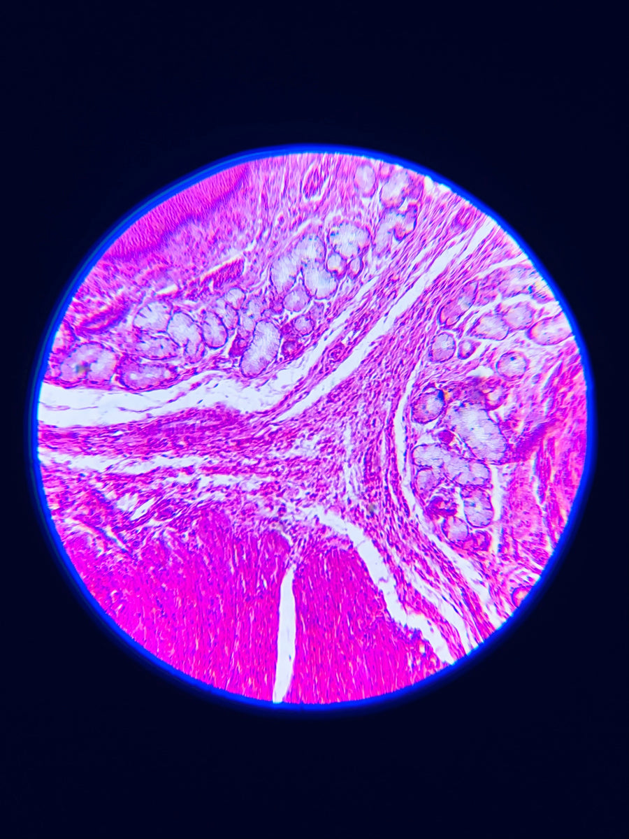 Explore Scientific | Microscope Services